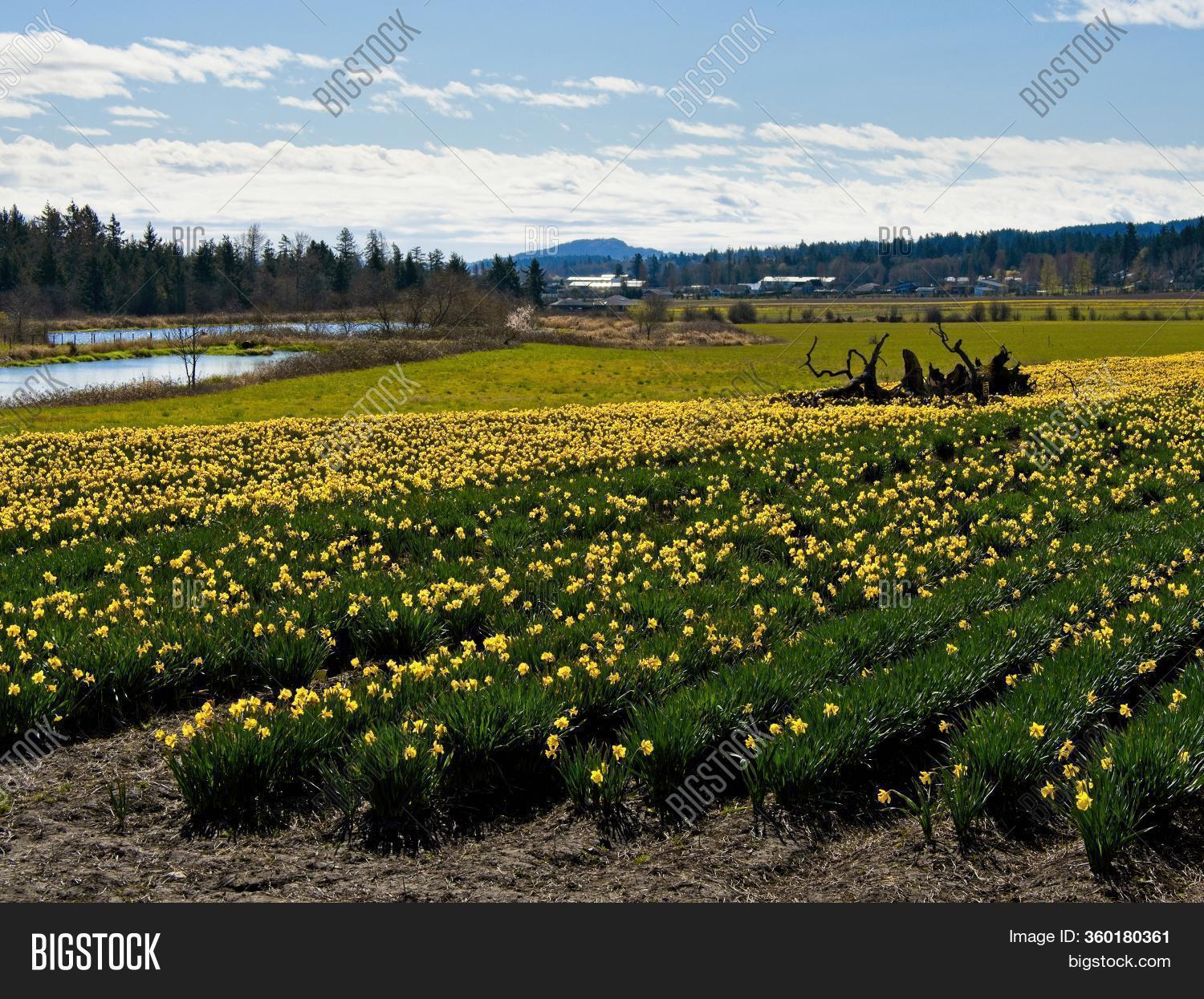 Daffodil Field Tree Image & Photo (Free Trial) | Bigstock