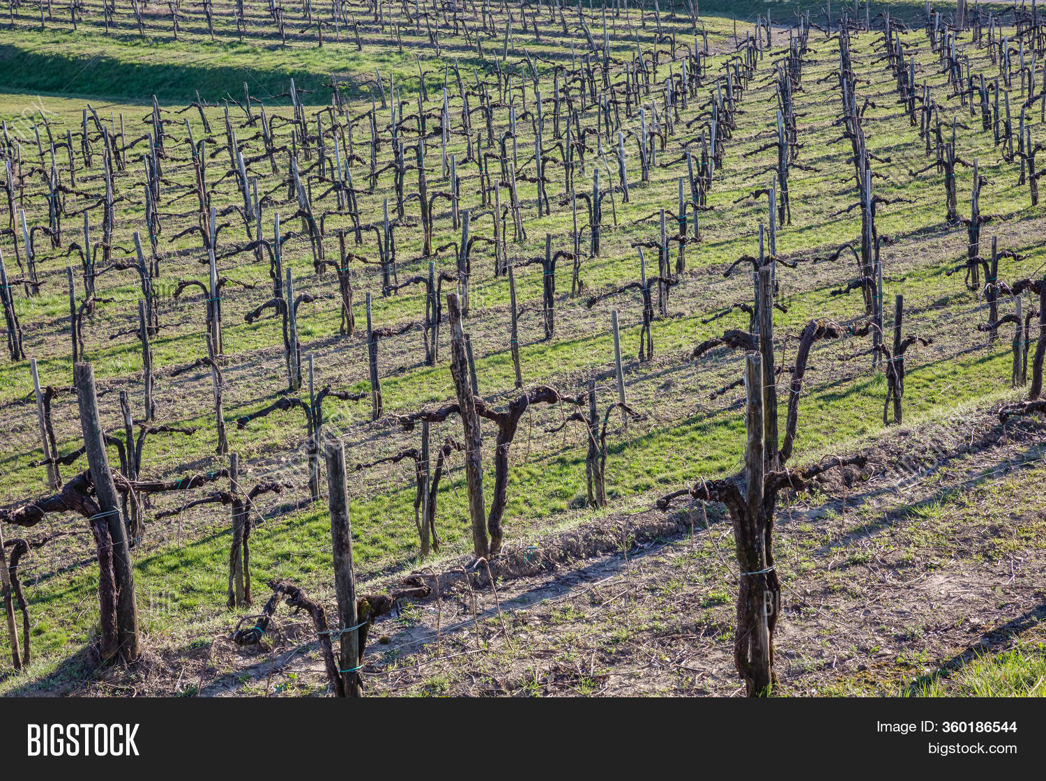 Spring Vineyard Image & Photo (Free Trial) | Bigstock