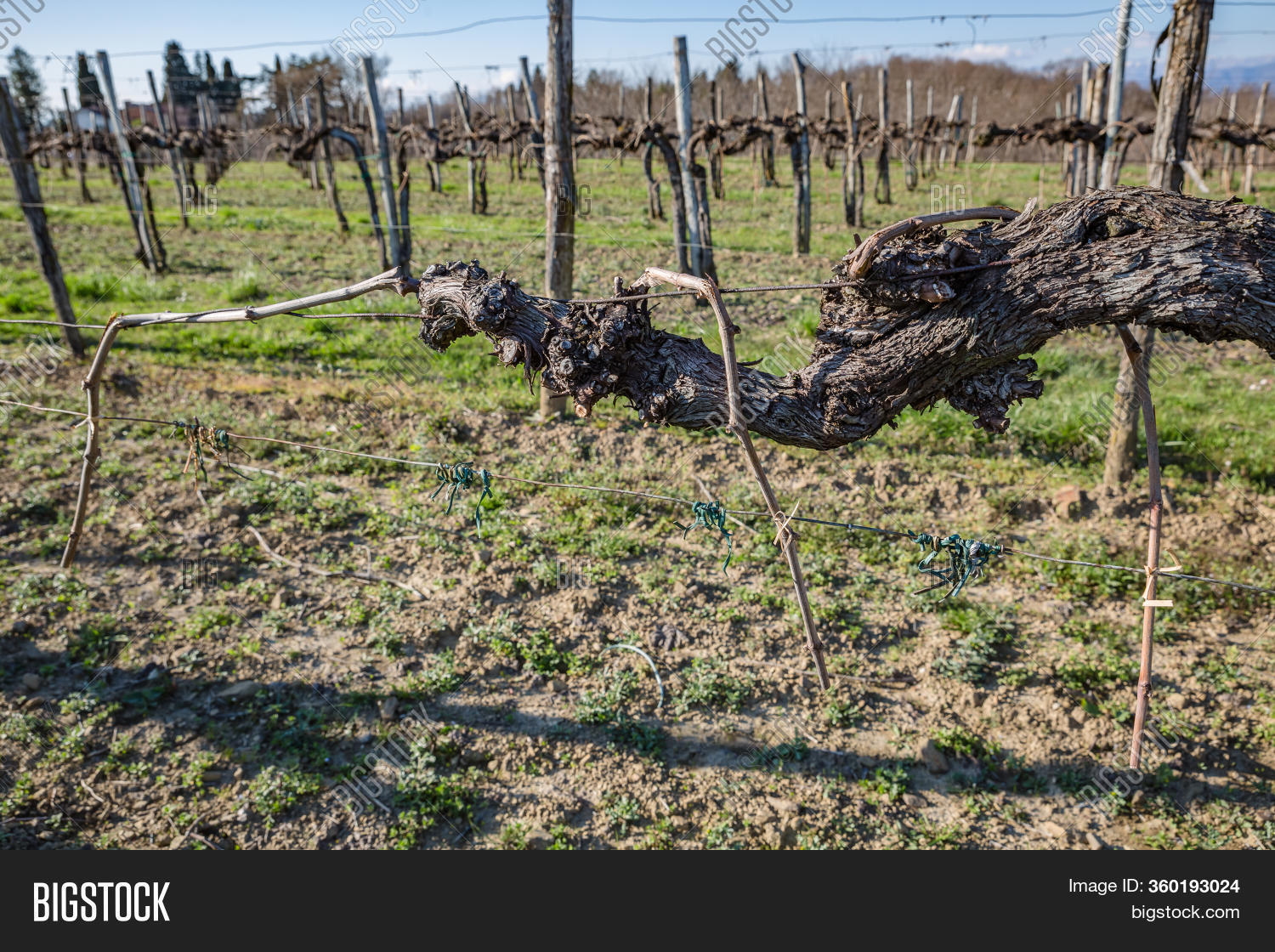 Spring Vineyard Image & Photo (Free Trial) | Bigstock