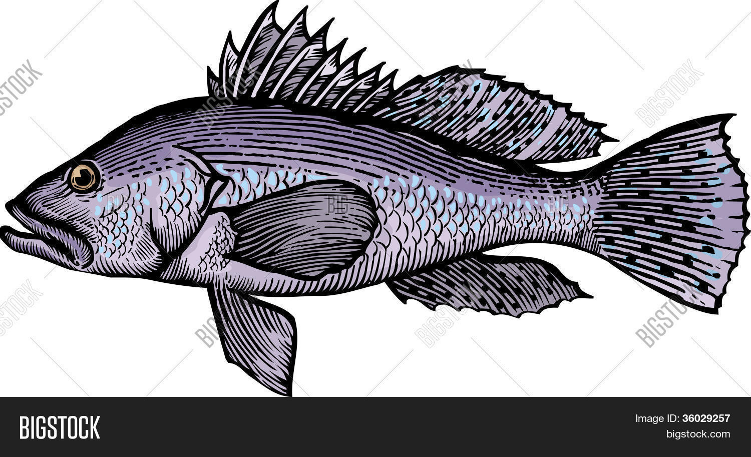 Drawing Sea Bass Image & Photo (Free Trial) | Bigstock