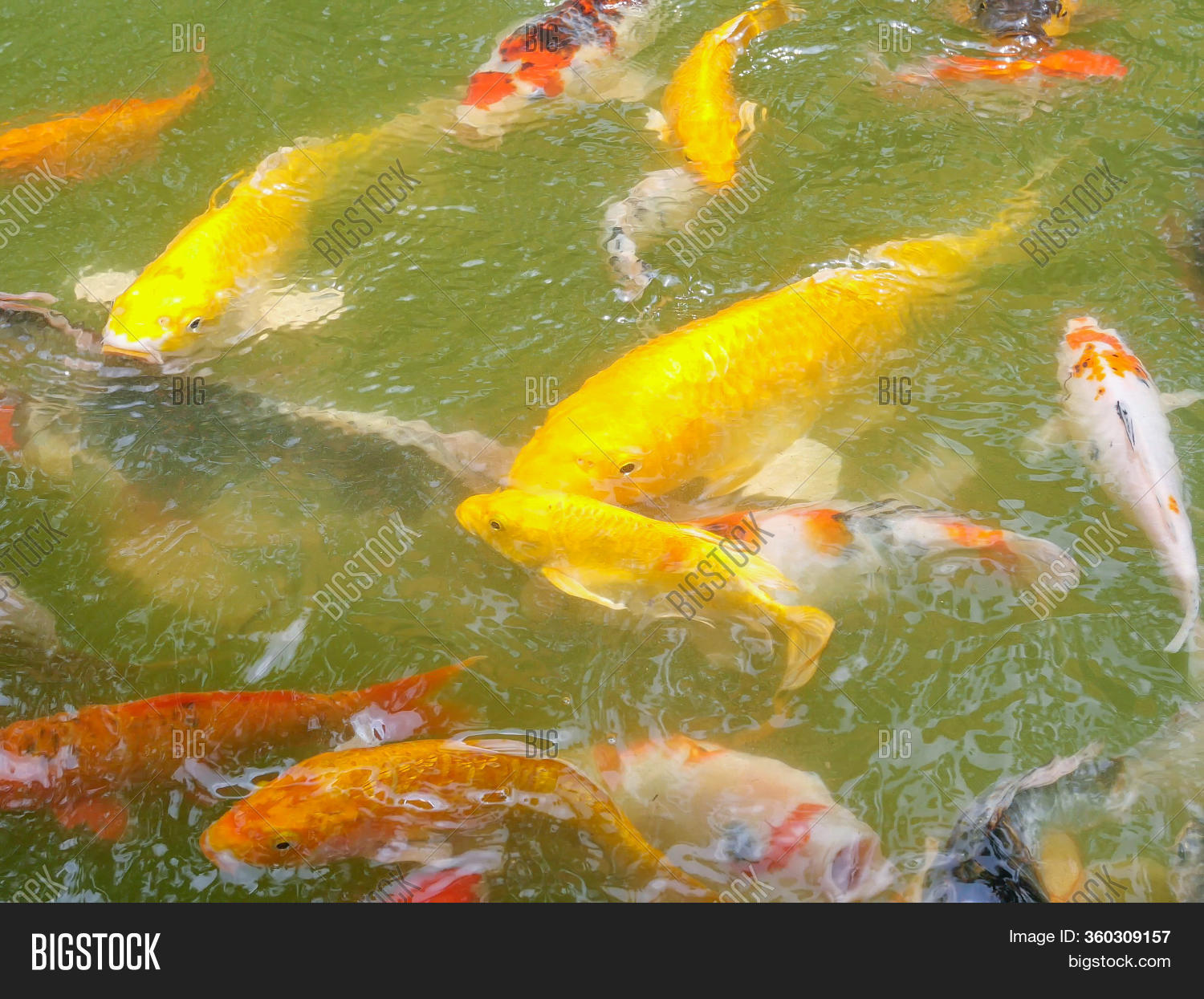 Colourful Fancy Carp Image & Photo (Free Trial) | Bigstock