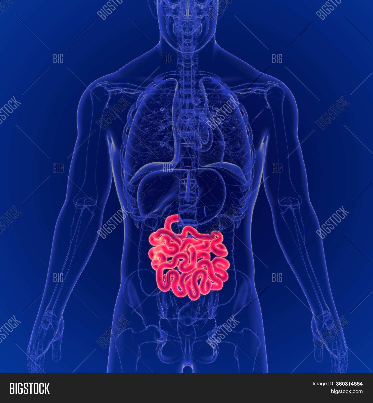 3d Illustration Human Image & Photo (Free Trial) | Bigstock