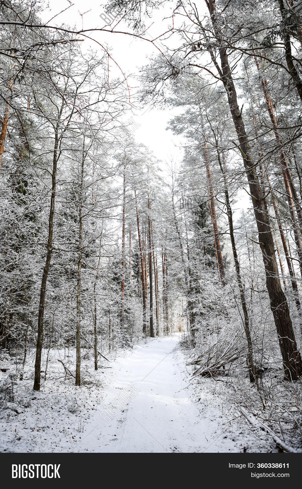 Beautiful Forest Road Image & Photo (Free Trial) | Bigstock