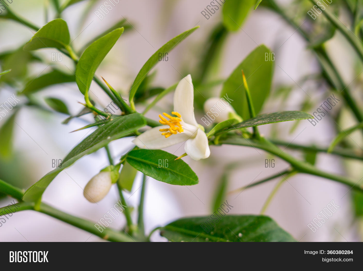 Close- Young White Image & Photo (Free Trial) | Bigstock