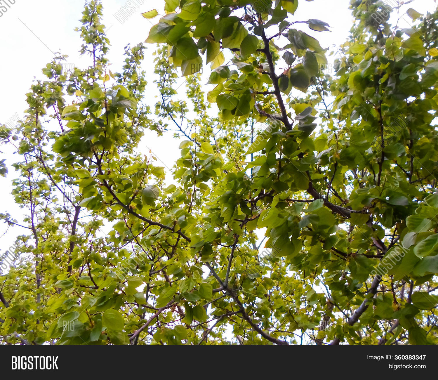 Green Apricot Green Image & Photo (Free Trial) | Bigstock