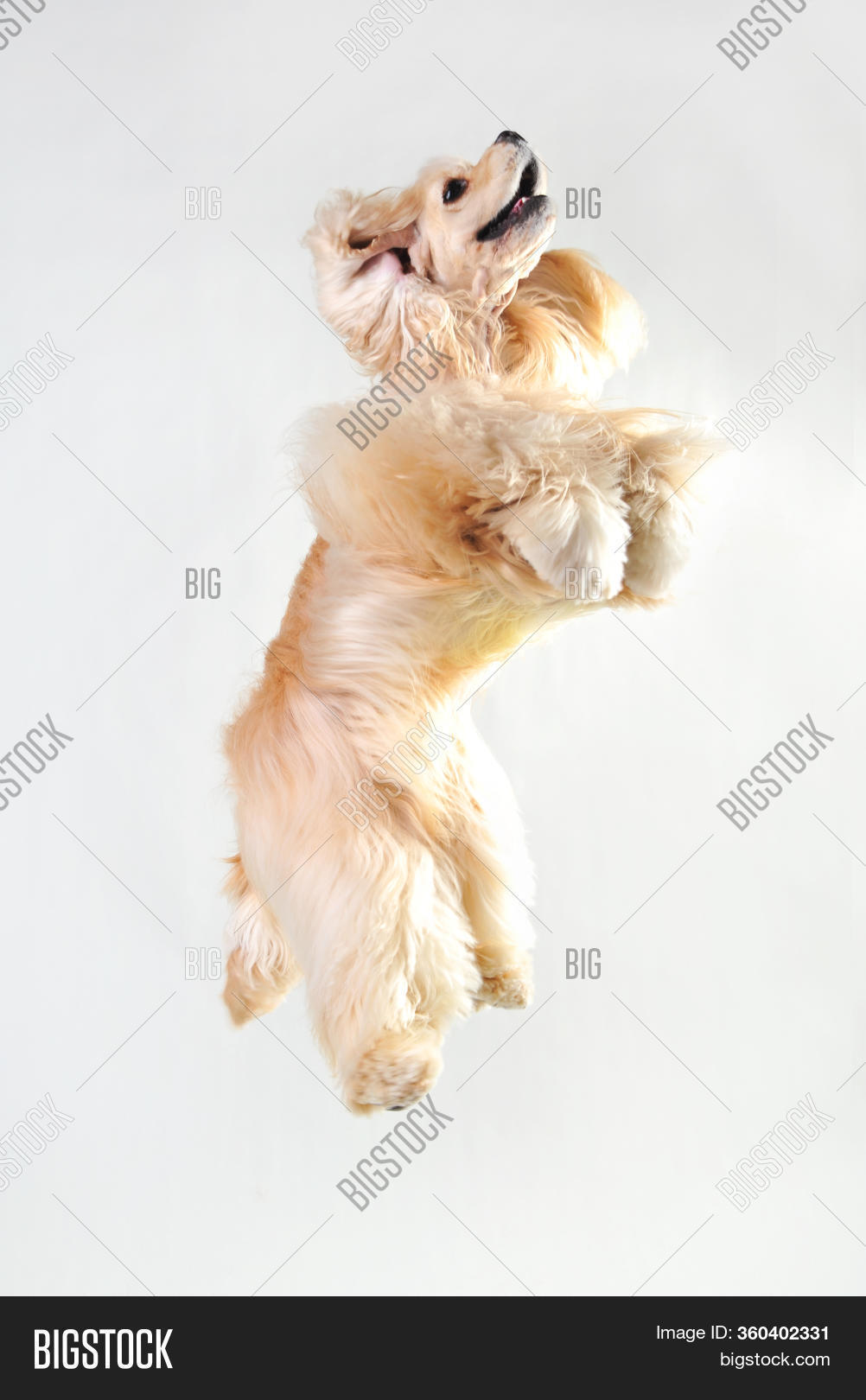 Fawn Cocker Spaniel Image & Photo (Free Trial) | Bigstock