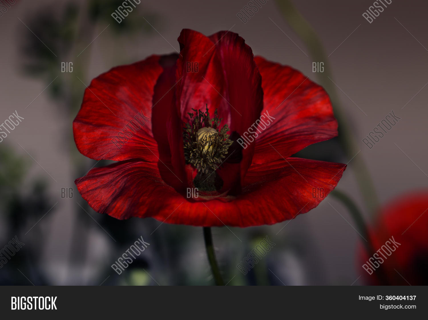 Close Poppy Head. Red Image & Photo (Free Trial) | Bigstock