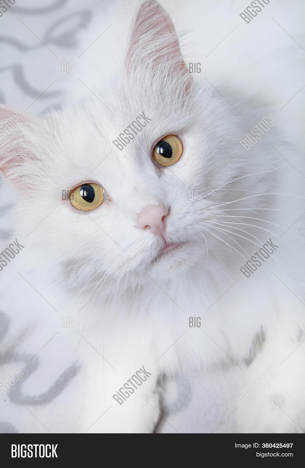 Beautiful White Angora Image & Photo (Free Trial) | Bigstock