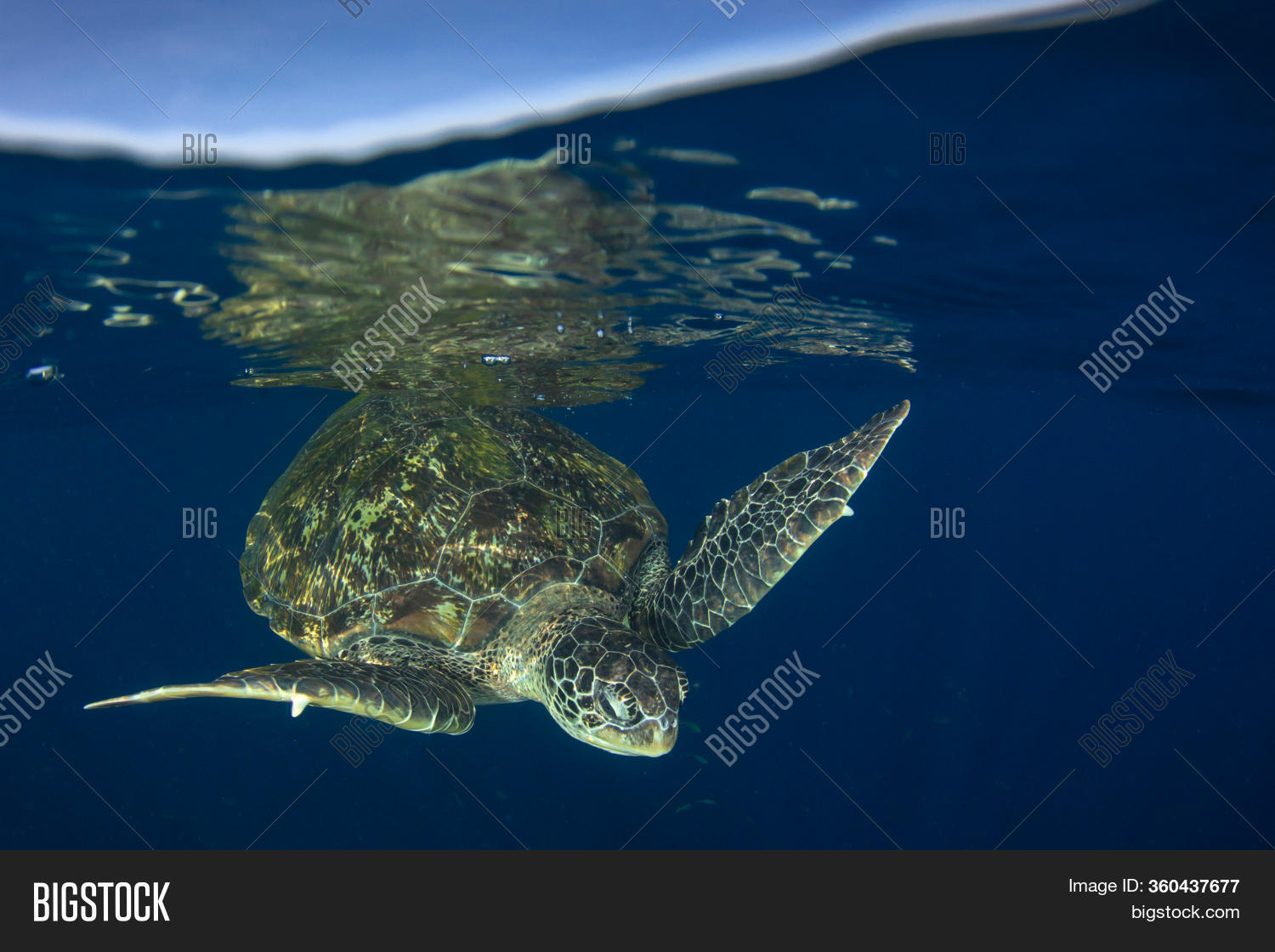 Green Sea Turtle Half Image & Photo (Free Trial) | Bigstock
