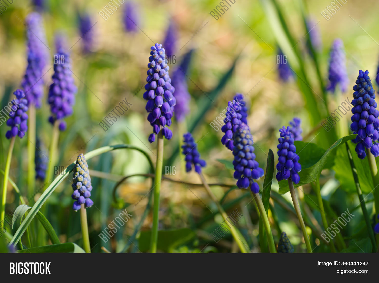 Blue Muscari.close Image & Photo (Free Trial) | Bigstock