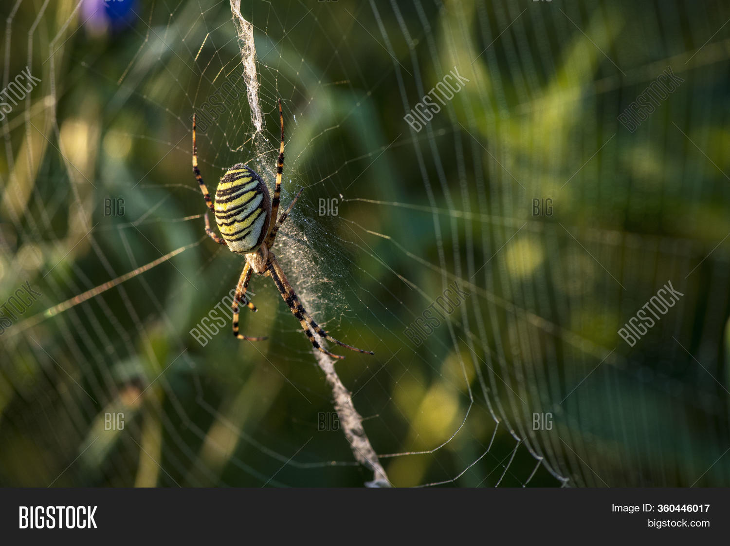 Multicolored Spider Image & Photo (Free Trial) | Bigstock