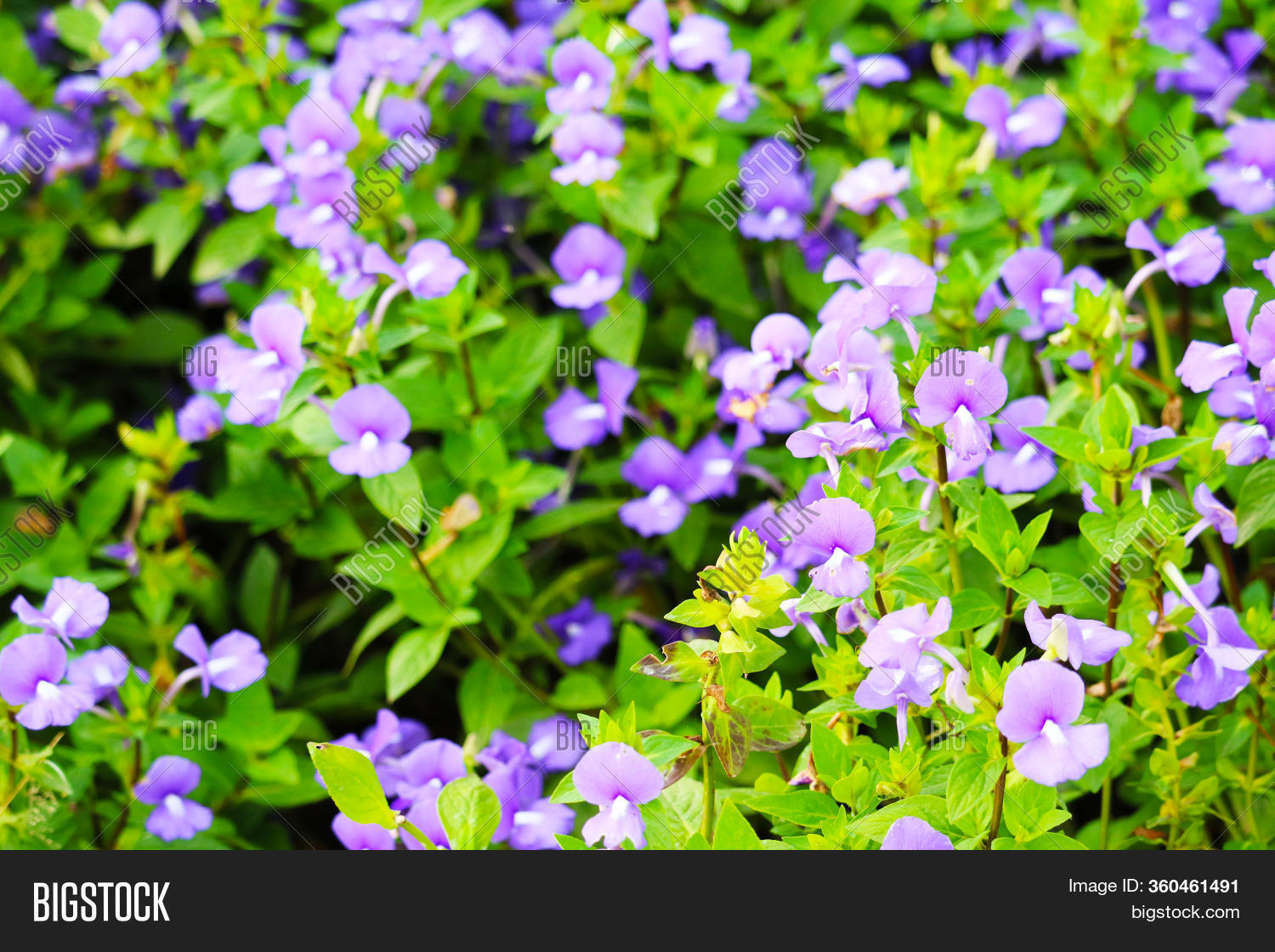 Amazon Blue Biennial Image & Photo (Free Trial) | Bigstock