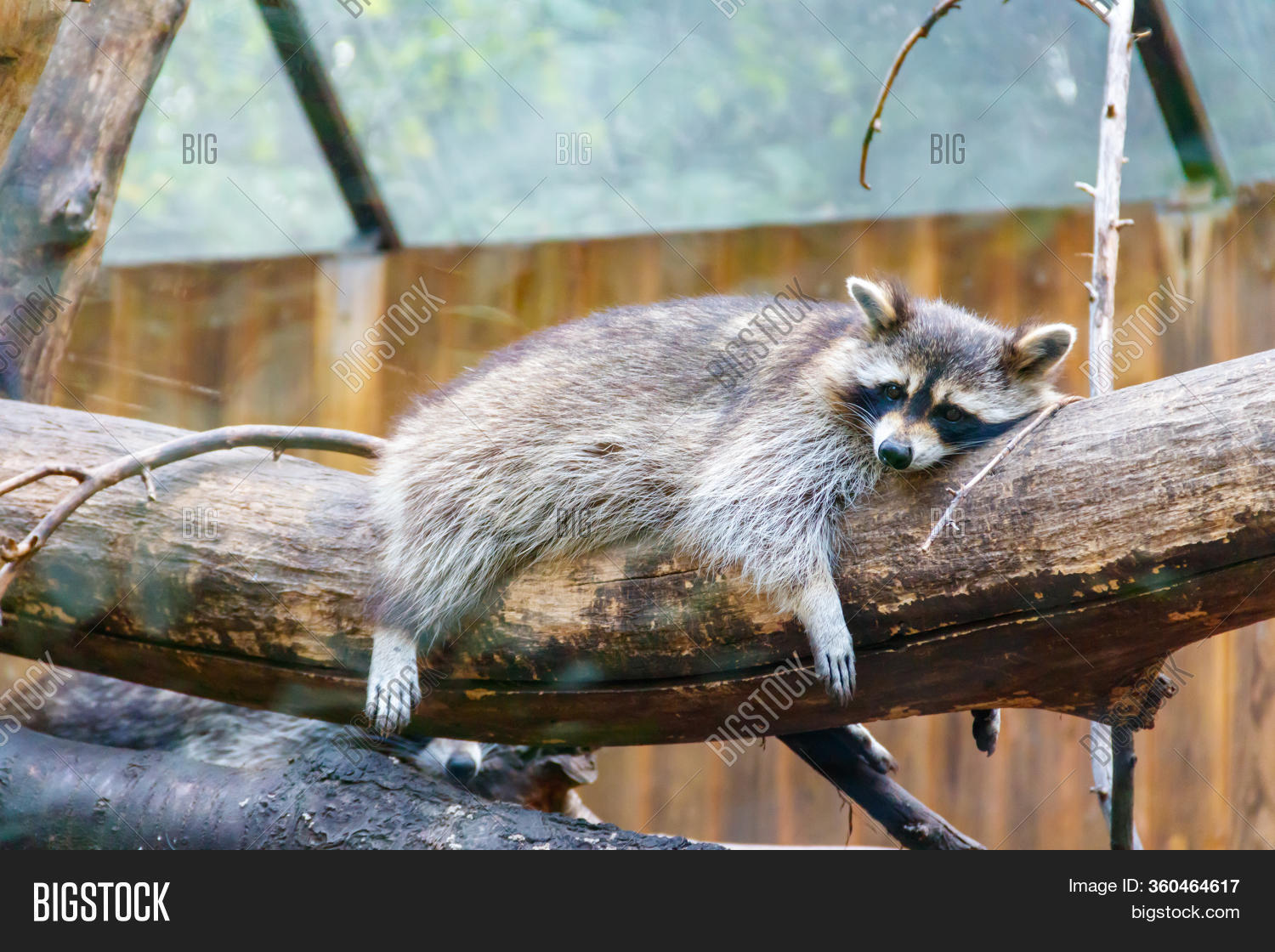 Raccoon (procyon Lotor Image & Photo (Free Trial) | Bigstock
