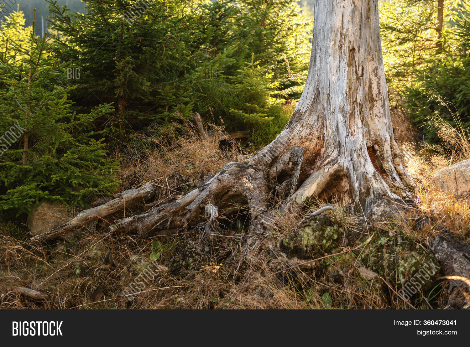Autumn Deep Forest Image & Photo (Free Trial) | Bigstock