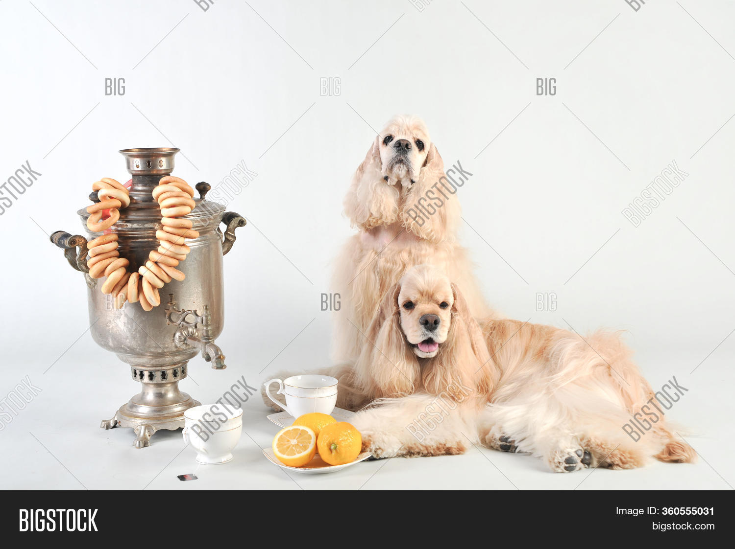 Funny Cocker Spaniels Image & Photo (Free Trial) | Bigstock