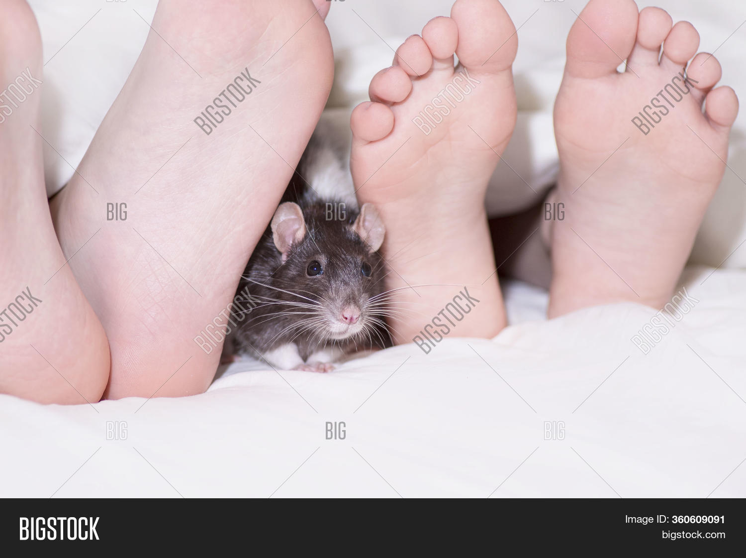 Year Rat, Children Image & Photo (Free Trial) | Bigstock