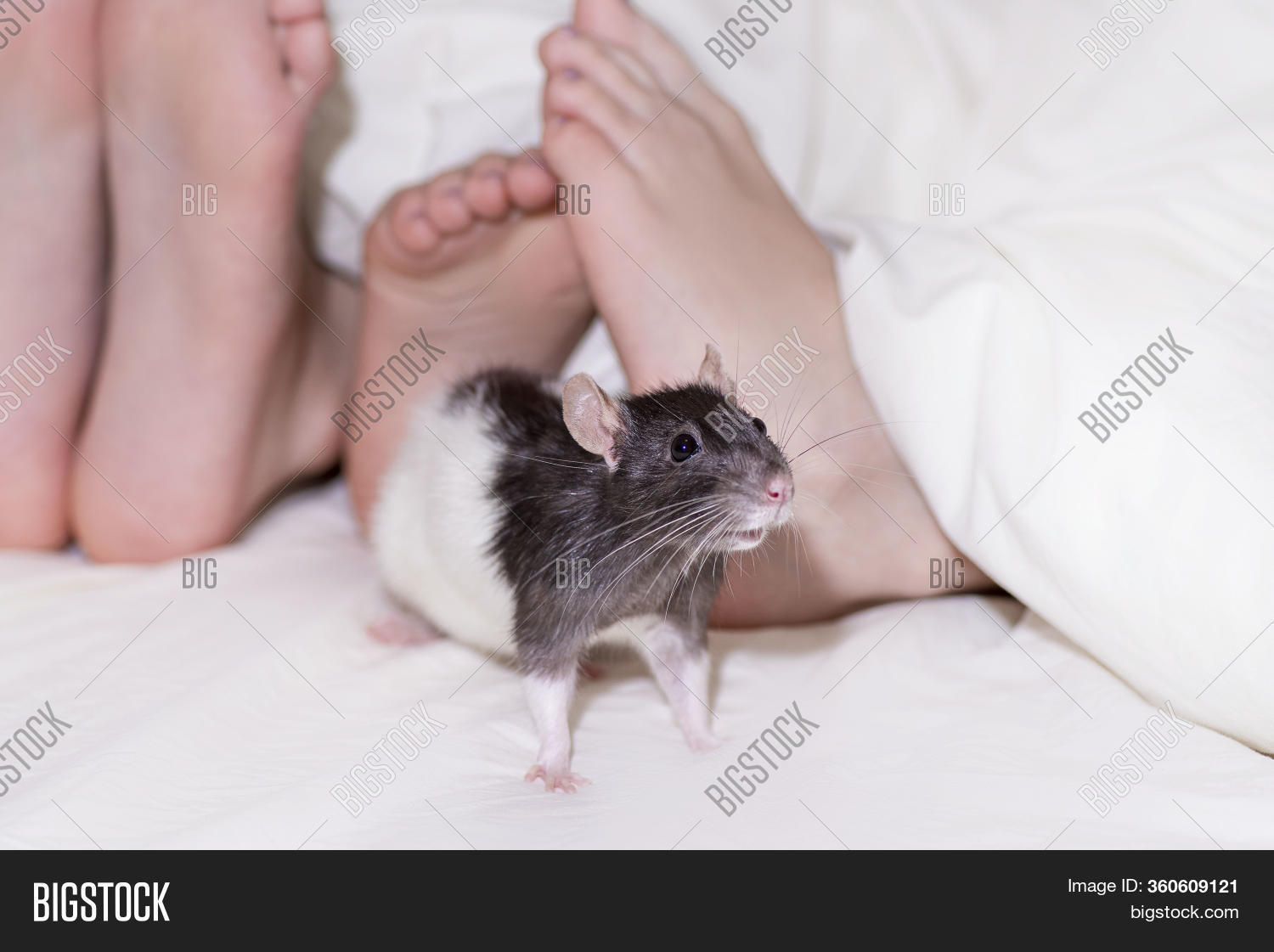 Year Rat, Children Image & Photo (Free Trial) | Bigstock
