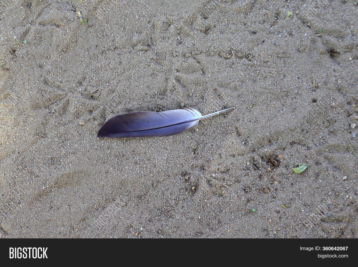 Feather Wings Pigeon Image & Photo (Free Trial) | Bigstock