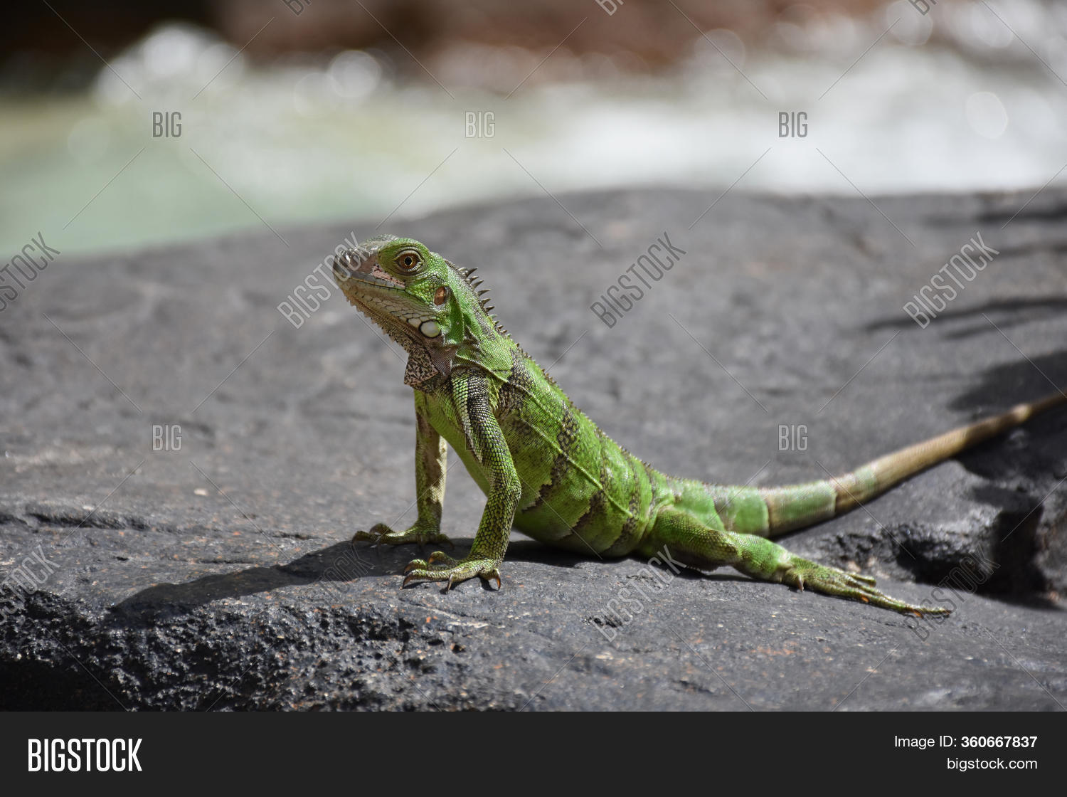 Long Green Iguana Image & Photo (Free Trial) | Bigstock