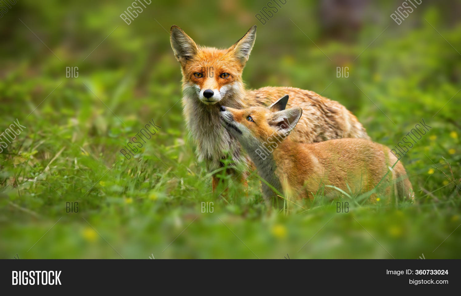 Family Red Fox Mother Image & Photo (Free Trial) | Bigstock