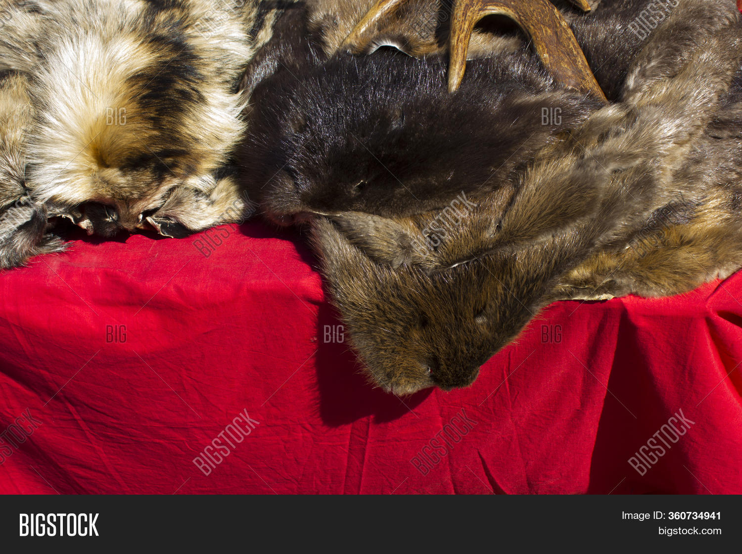 Hides Wild Animals On Image & Photo (Free Trial) | Bigstock
