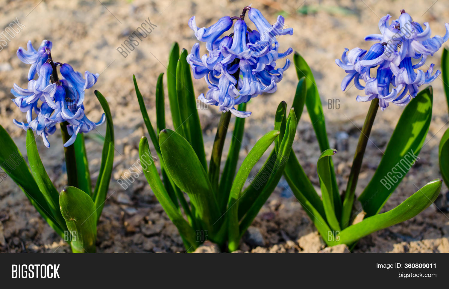 Hyacinths Spring Image & Photo (Free Trial) | Bigstock