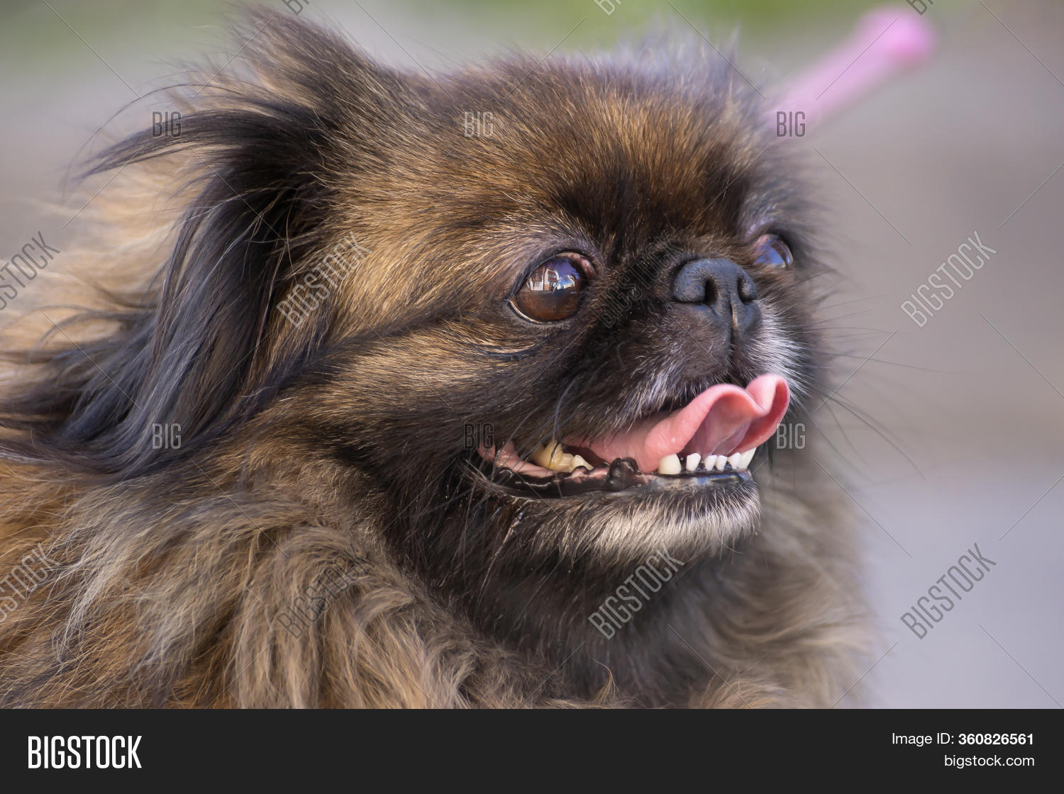 Fluffy Pekingese Dog Image & Photo (Free Trial) | Bigstock