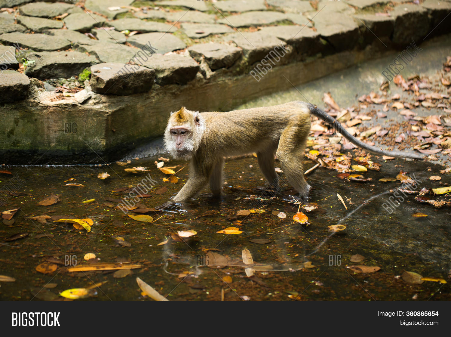 Monkey Drinks Water Image & Photo (Free Trial) | Bigstock