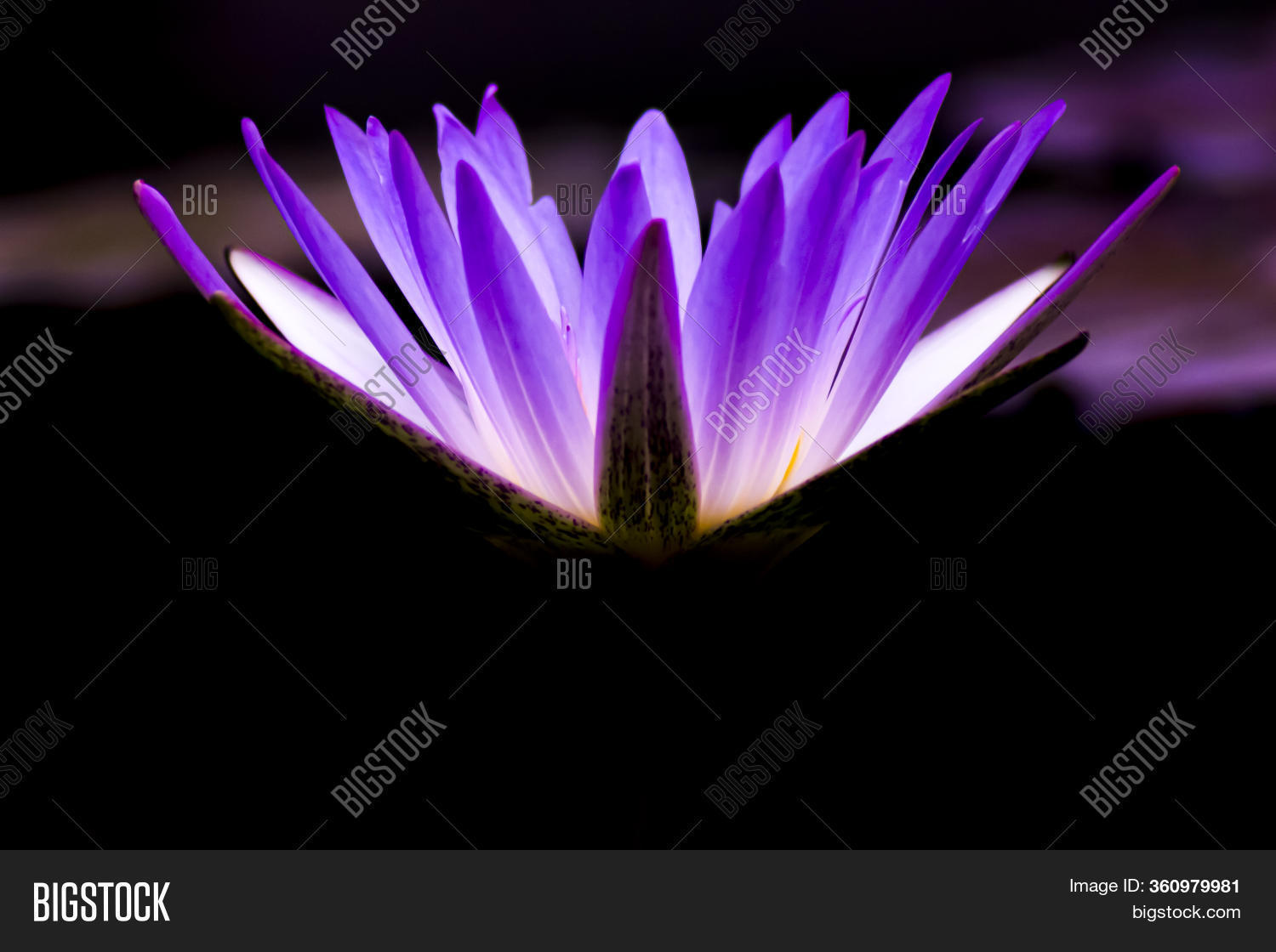 Violet Lotus Flower Image & Photo (Free Trial) | Bigstock