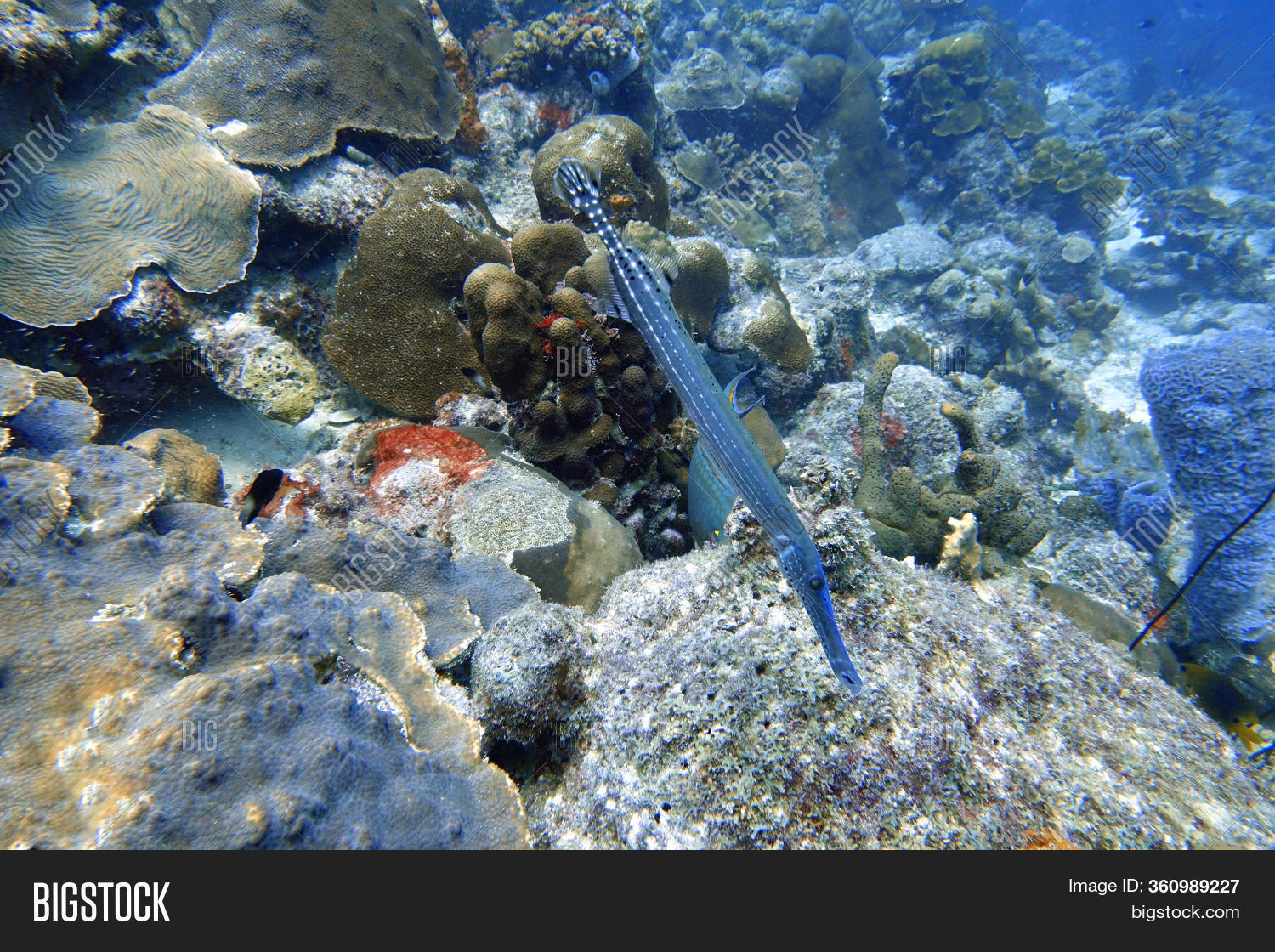 Underwater Photo Image & Photo (Free Trial) | Bigstock
