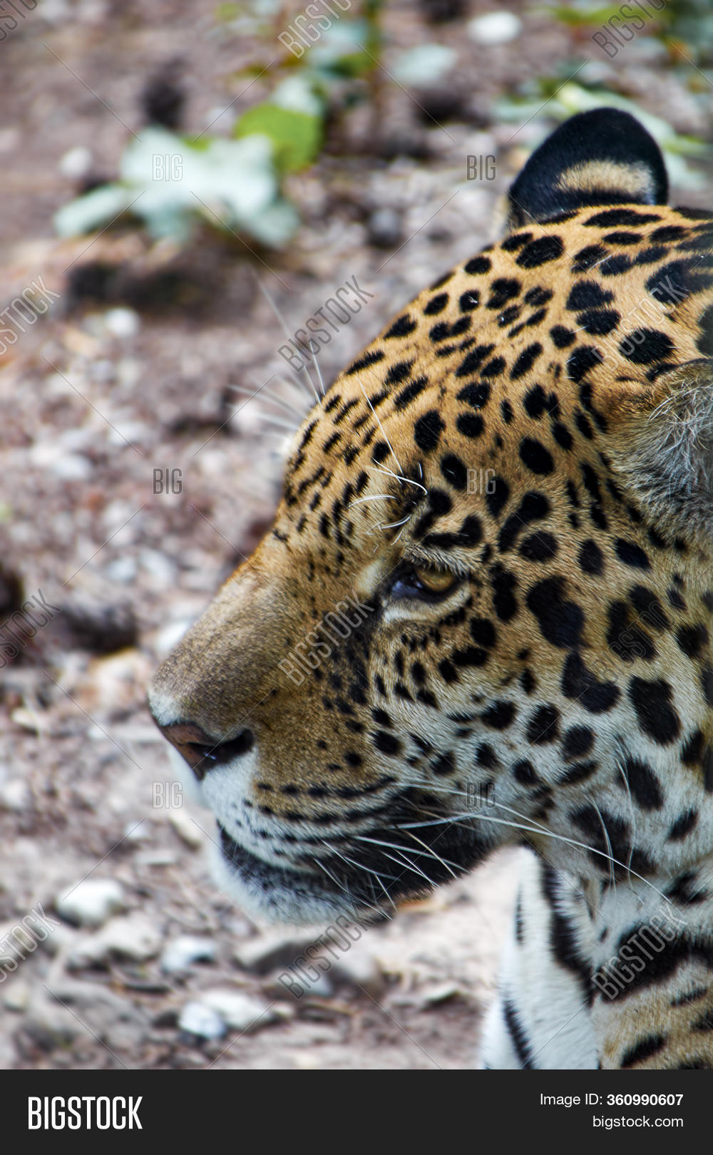 Head Panther Typical Image & Photo (Free Trial) | Bigstock