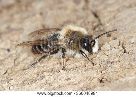 Osmia Rufa, Solitary Image & Photo (Free Trial) | Bigstock