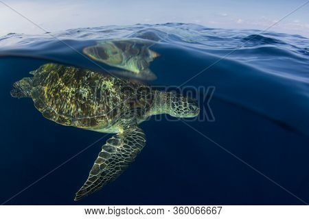 Green Sea Turtle Half Image & Photo (Free Trial) | Bigstock