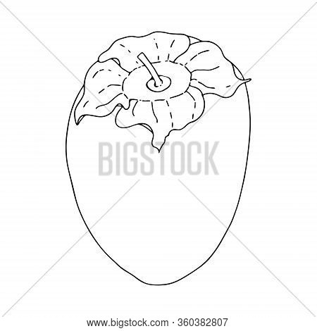 Persimmon Outline Vector & Photo (Free Trial) | Bigstock