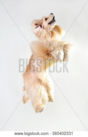 Fawn Cocker Spaniel Image & Photo (Free Trial) | Bigstock