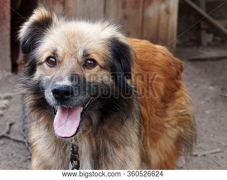 Mongrel Dog Images, Illustrations & Vectors (Free) - Bigstock