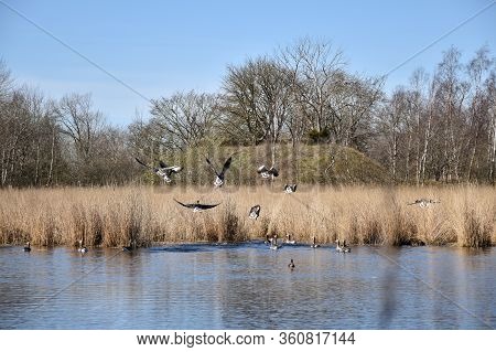 Flying Greylag Geese Image & Photo (Free Trial) | Bigstock