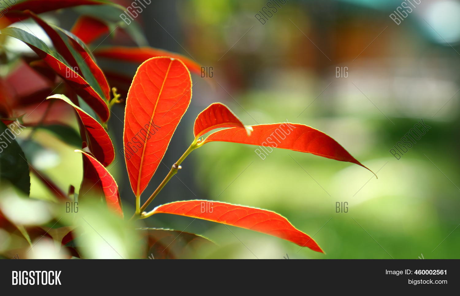 Picara Leaves Image & Photo (Free Trial) | Bigstock