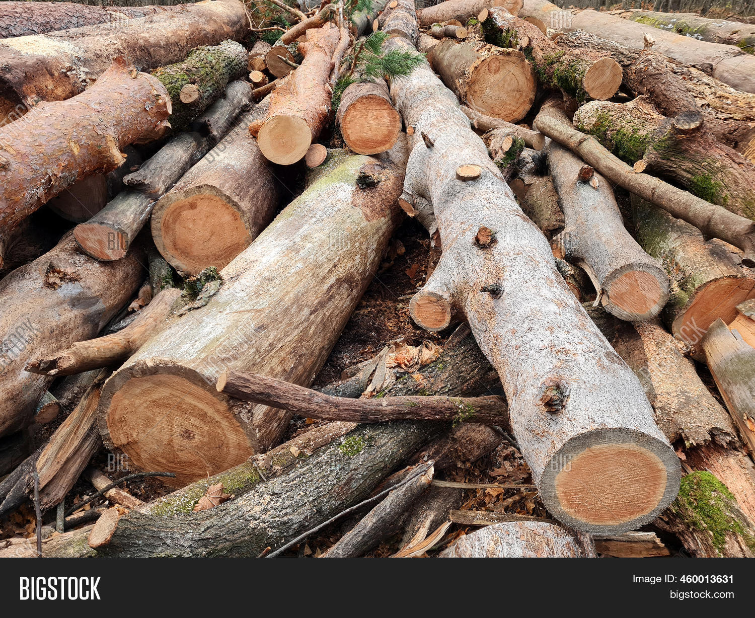 Logging Environment, Image & Photo (Free Trial) | Bigstock