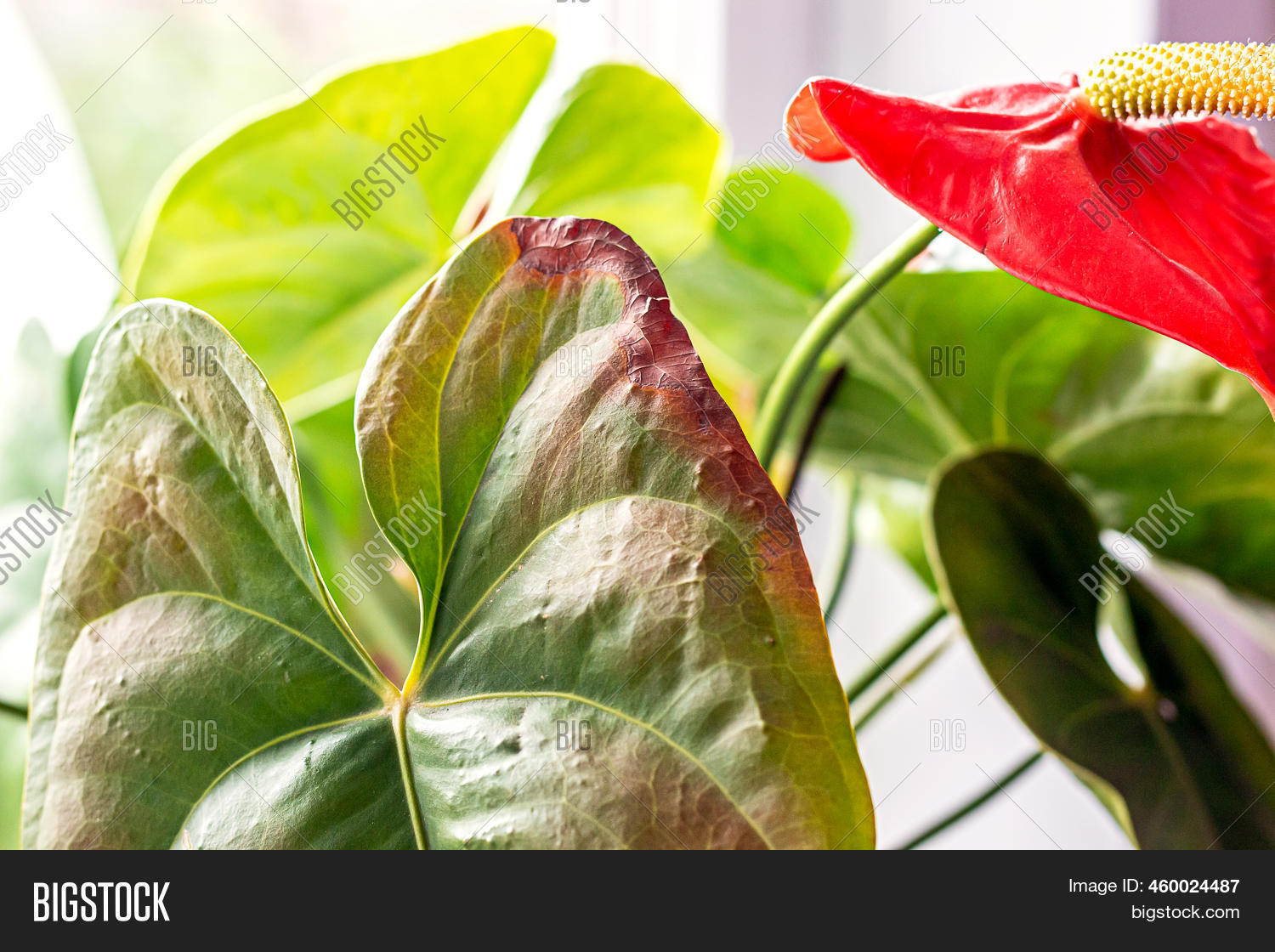Leaves Diseases Image & Photo (Free Trial) | Bigstock