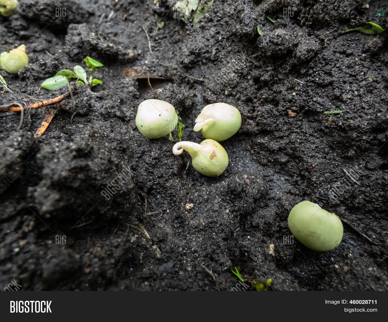 Pea Sowing. View Wet Image & Photo (Free Trial) | Bigstock