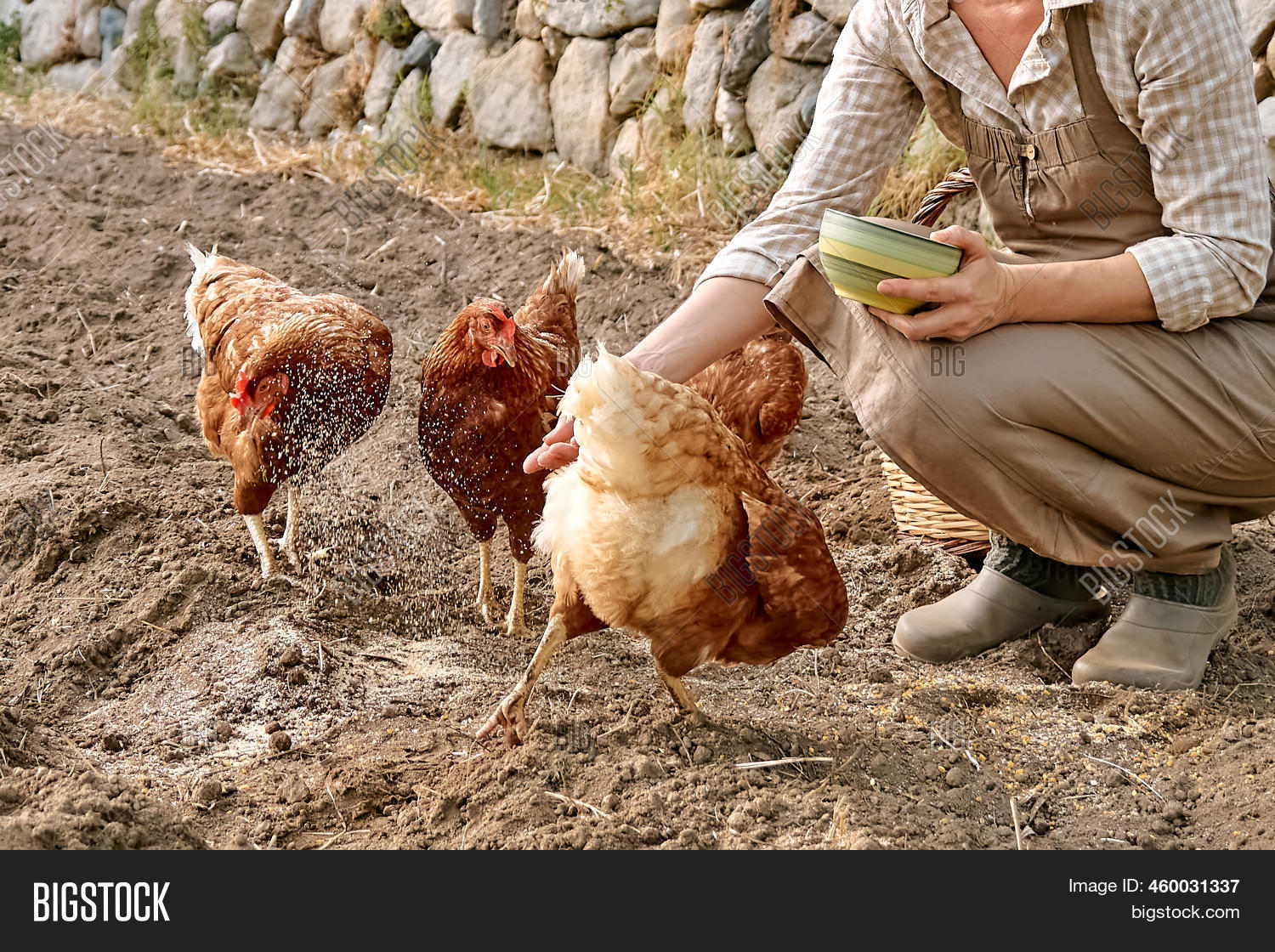 Woman Feeding Hens Image & Photo (Free Trial) | Bigstock