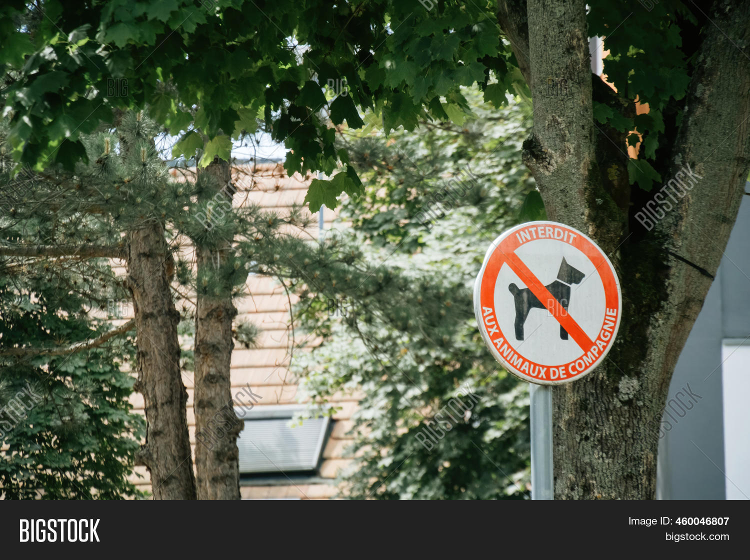 Dogs Forbidden Signage Image & Photo (Free Trial) | Bigstock