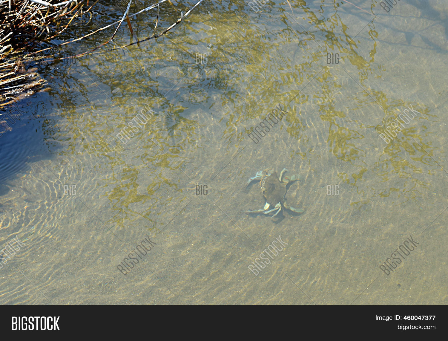 Blue Sea Crab Natural Image & Photo (Free Trial) | Bigstock