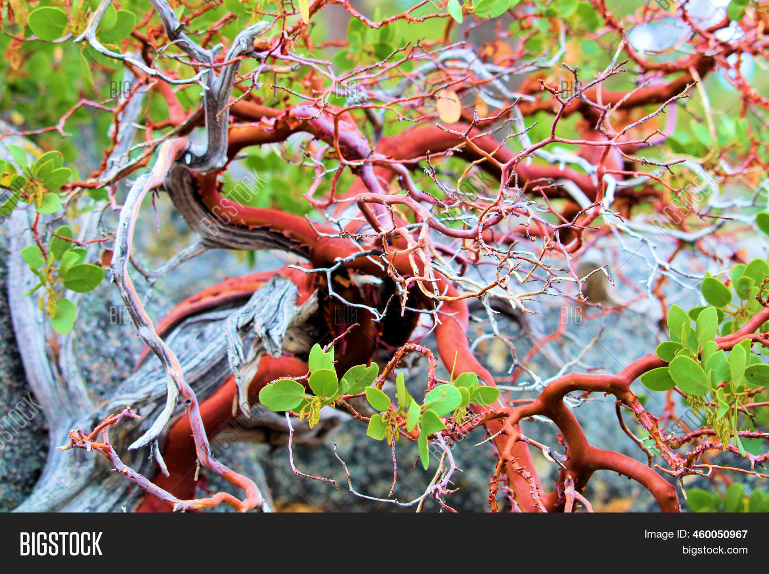 Manzanita Plants Image & Photo (Free Trial) | Bigstock