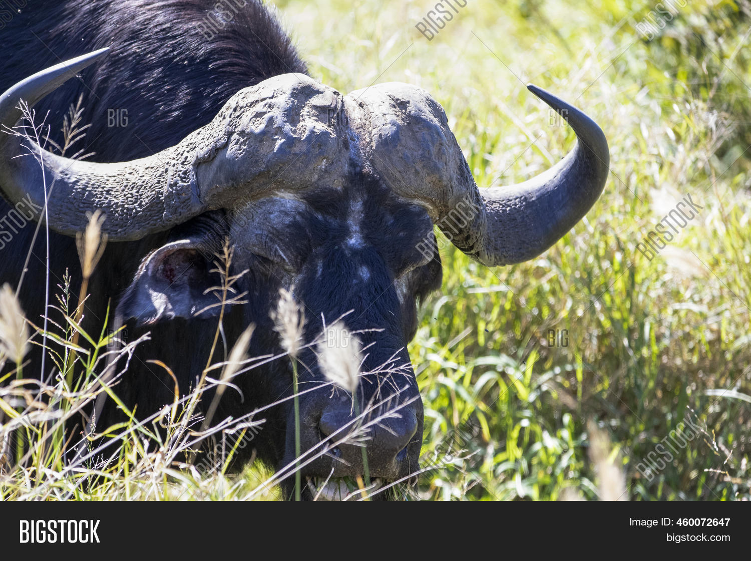 Brown Buffalo Species Image & Photo (Free Trial) | Bigstock