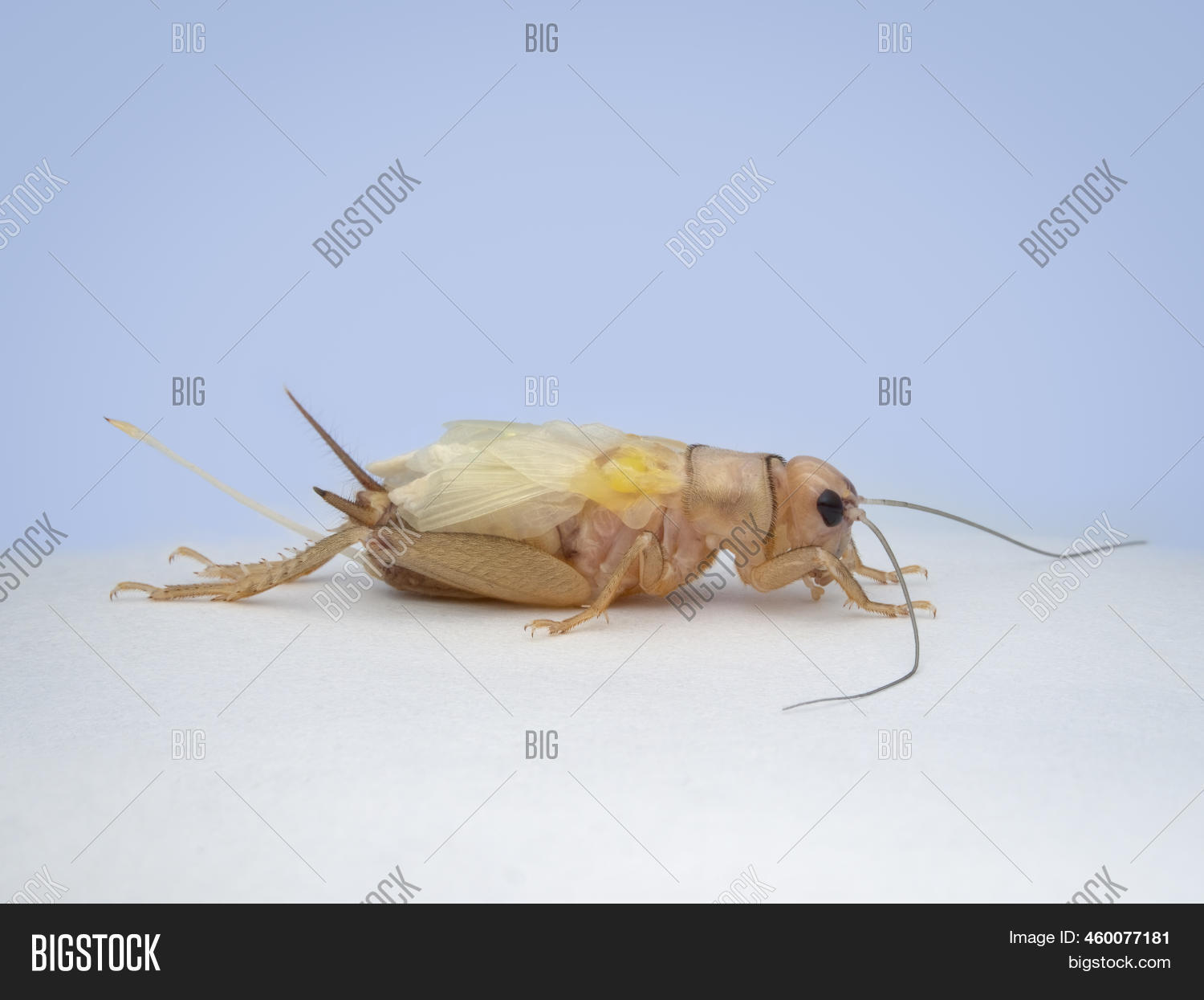 House Crickets After Image & Photo (Free Trial) | Bigstock