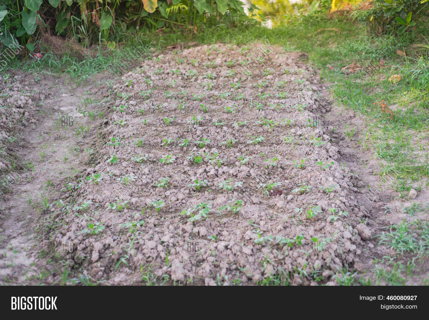 Trench Row Young Image & Photo (Free Trial) | Bigstock