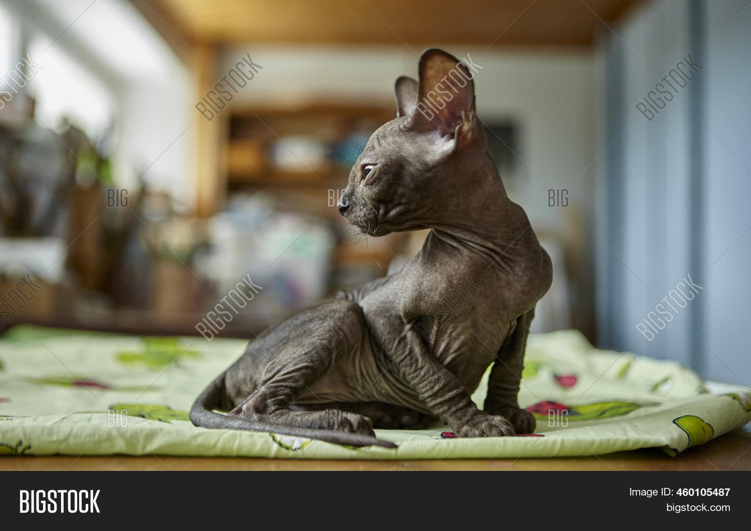 Charming Gray Sphynx Image & Photo (Free Trial) | Bigstock