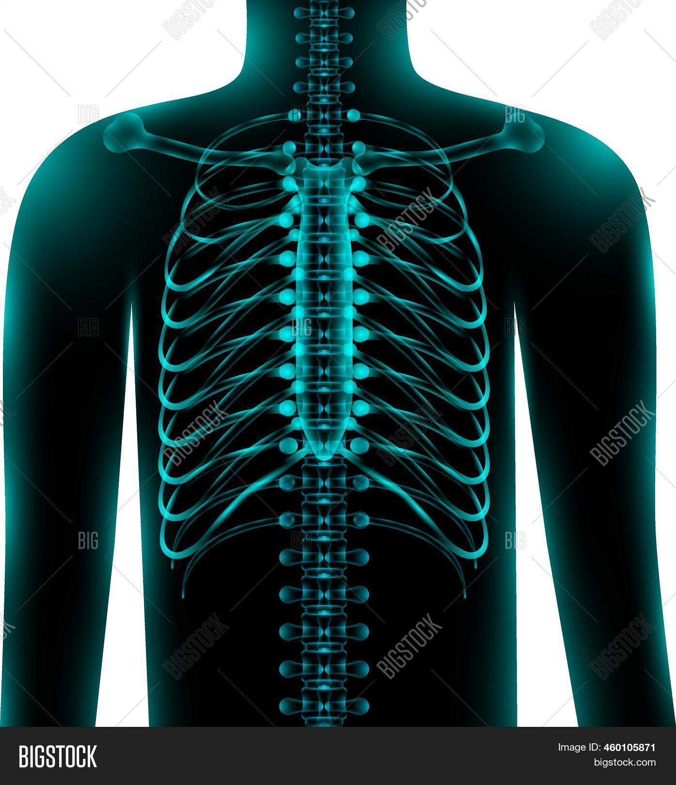 Transparent Human Body Image & Photo (Free Trial) | Bigstock